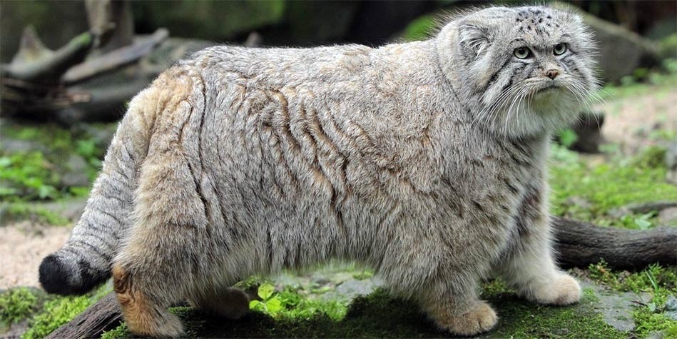 12 JENIS KUCING LIAR , CANTIK DAN LANGKA