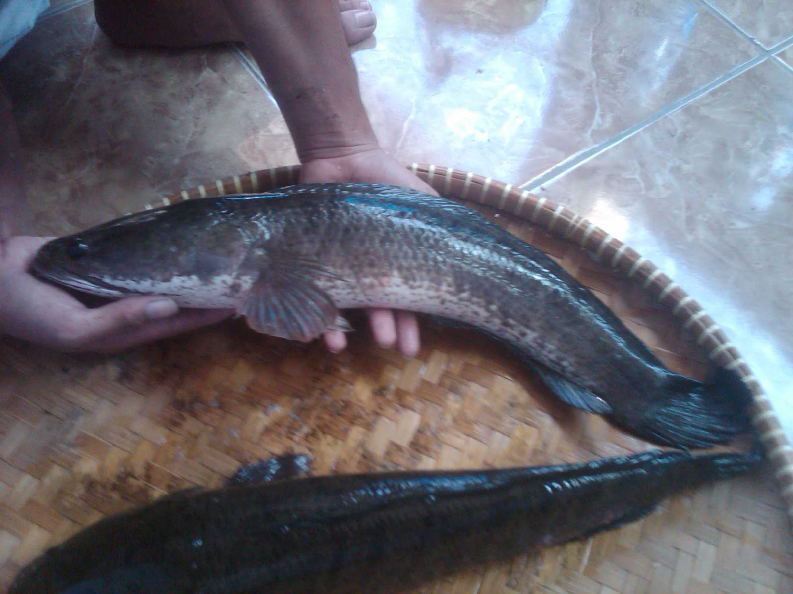 Galeri ikan Gabus