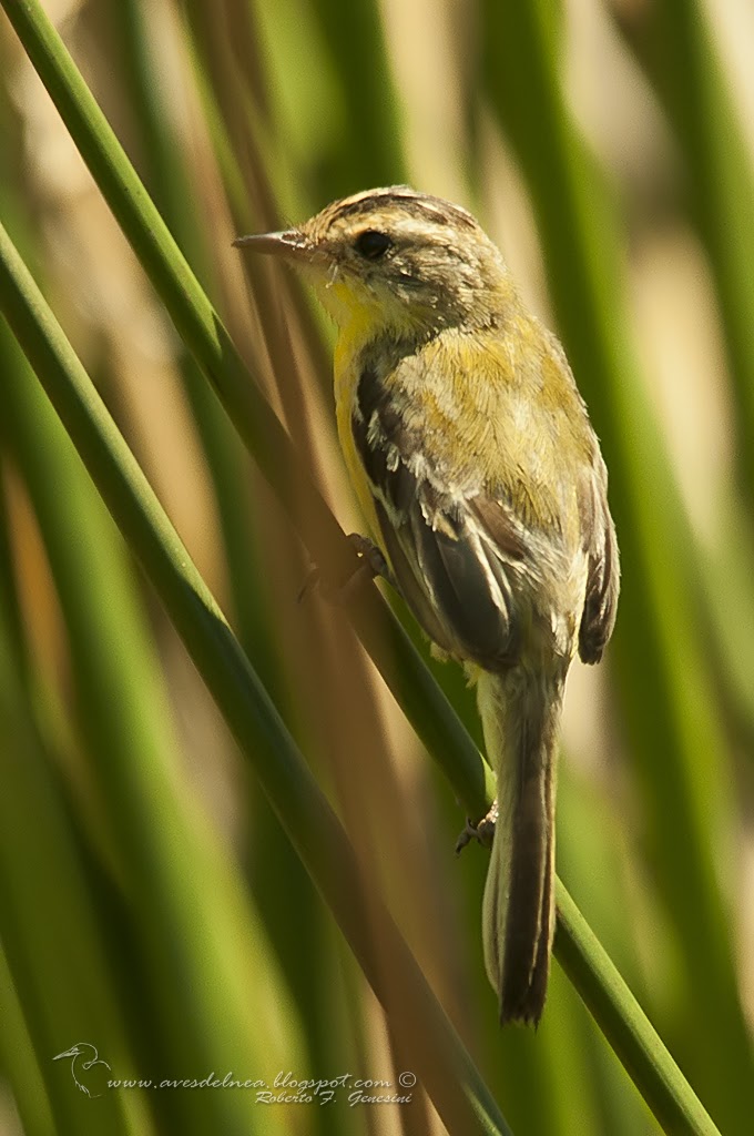 Doradito copetón (Crested Doradito) Pseudocolopteryx sclateri ...