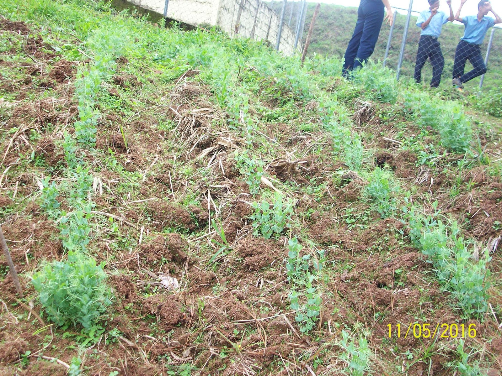 DESARROLLO DE CONUCO ESCOLAR EN EL NER 489 PREGONERO