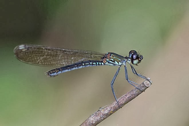 Beauty of Fauna and Flora in Nature: Rare Dragonflies and Fallen Trees