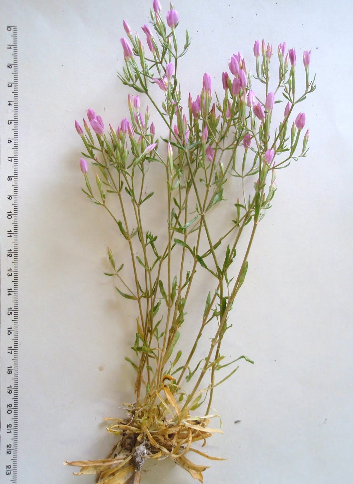 HERBARIO VIRTUAL DE BANYERES DE MARIOLA Y ALICANTE: Centaurium ...