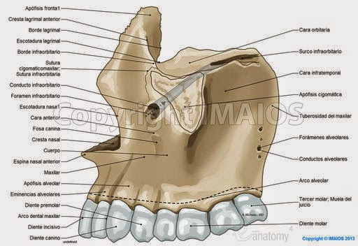 Morfofunción: Cabeza y cuello: Maxilar Superior