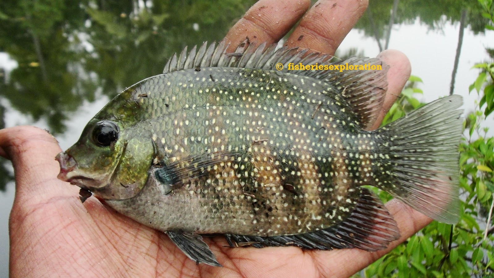Fisheries Exploration & Conservation (Fishexcos): Etroplus suratensis ...