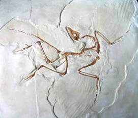 Paleontología y Evolución en la UCM: Los Terópodos