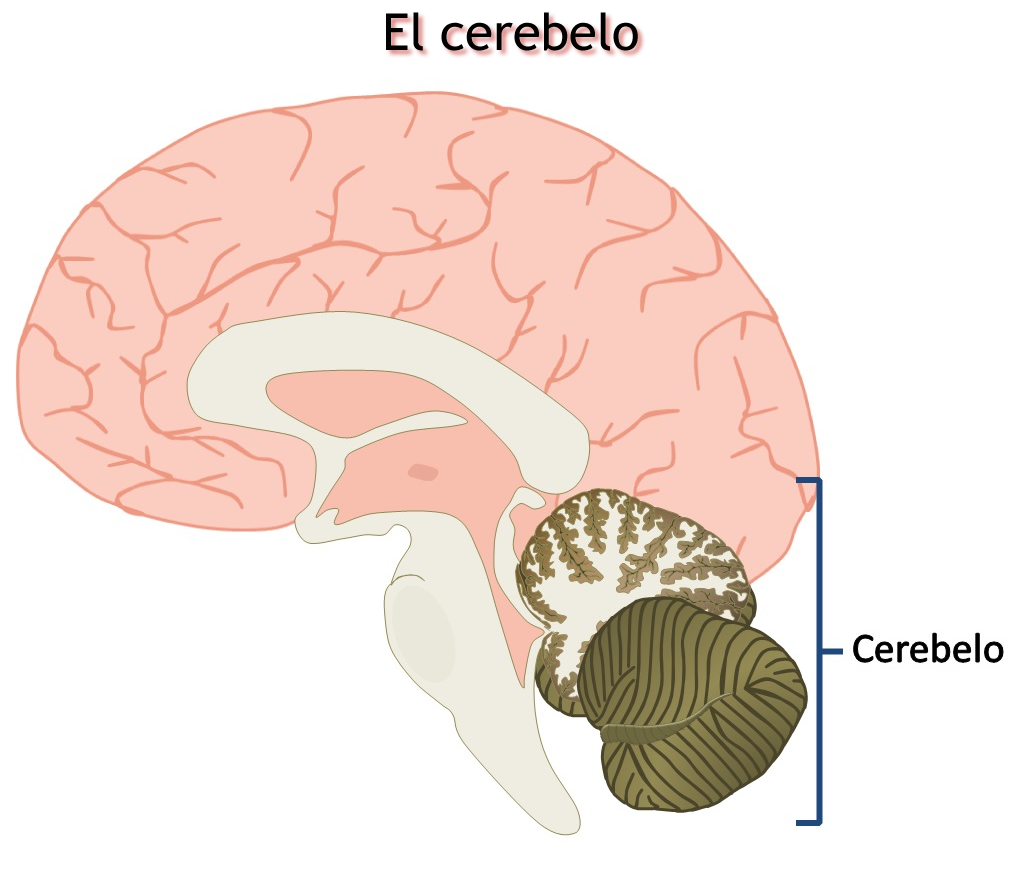 Neurologia