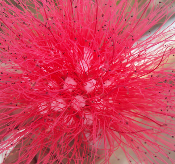 Efeito Digital: A flor do Diabo