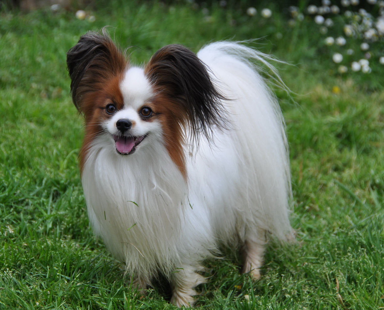 Road's End Papillons : Papillon Father + Son