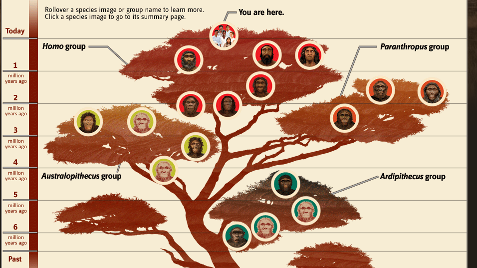Biología : ARBOLES FILOGENÉTICOS