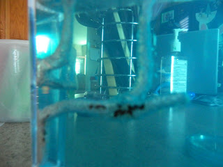 This and That in Fort Worth: My little Myrmecologist!