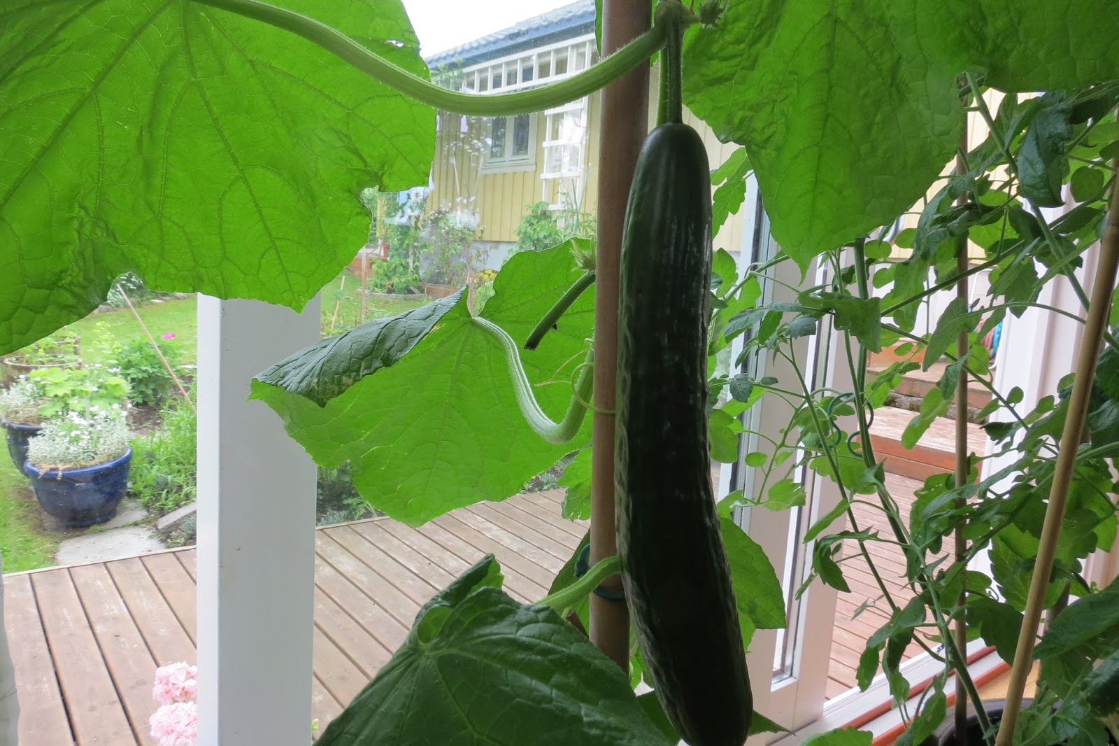 Lillians hage: Agurk - dyrking og næringsinnhold