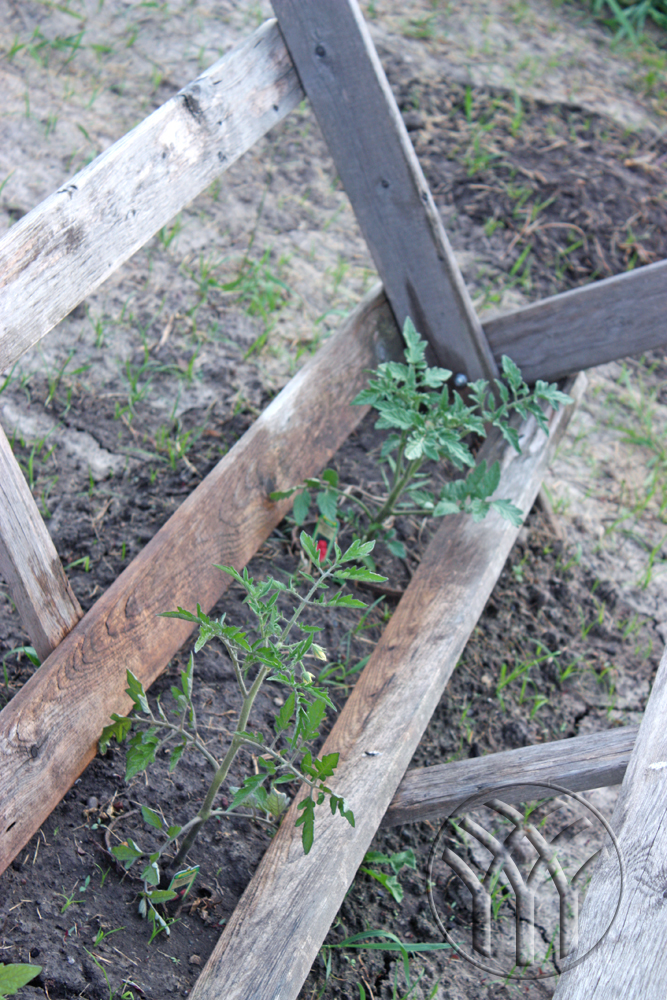 Mickman Brothers, Inc. - Landscapes For Living: Planting Your Tomatoes ...