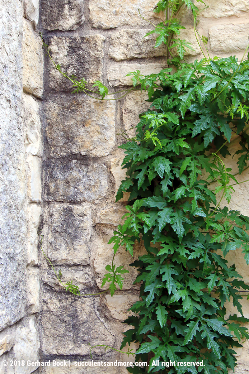Lady Bird Johnson Wildflower Center, Austin, TX (#gbfling2018)