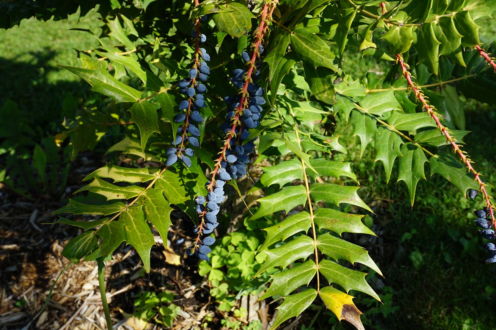 Plantas de Huerta Otea, Salamanca: Mahonia (Mahonia repens)
