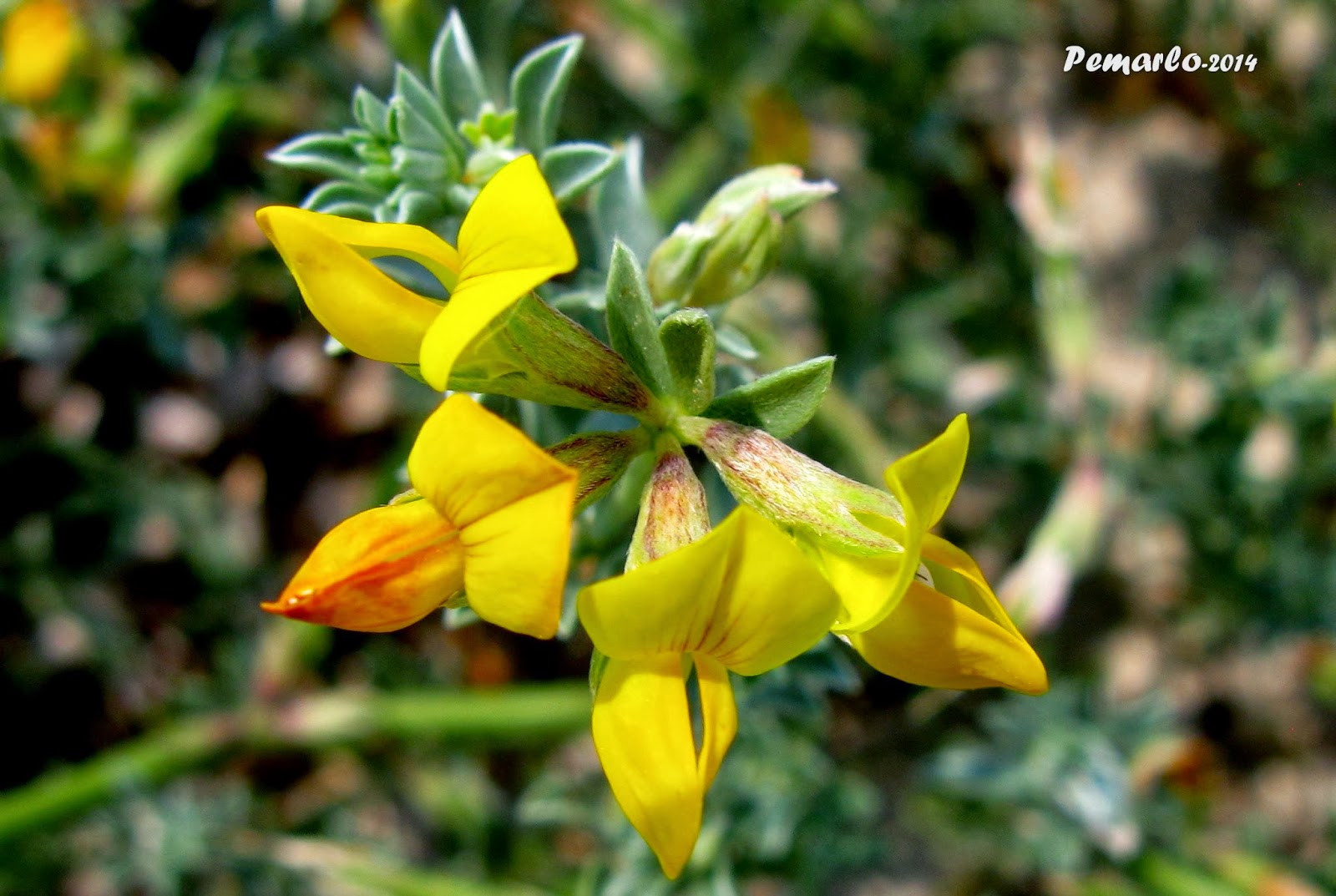 Plantas de Murcia: LOTUS CRETICUS (Cuernecillo de mar) EN LAS DUNAS DE ...