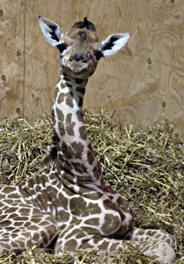 Baby giraffe born at Noah's Ark Zoo Farm (8 pics) | Amazing Creatures