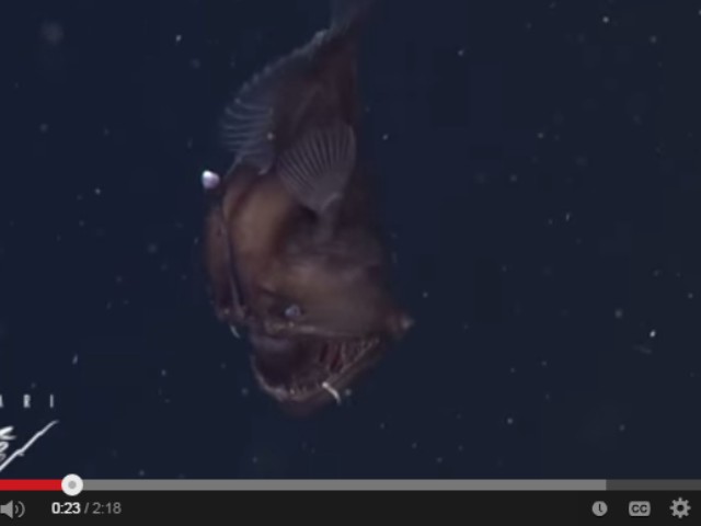 Anglerfish, Ikan Monster Laut Dalam Difilmkan untuk Pertama Kali | delenong