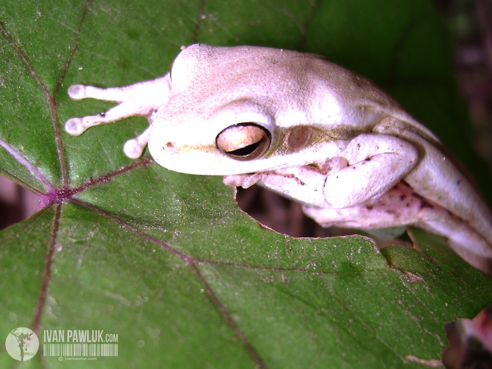BioPhotos Ivan Pawluk - Biodiversidad