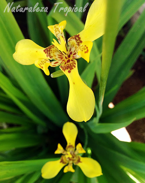 Iris amarillo, Trimezia sincorana | Plantas
