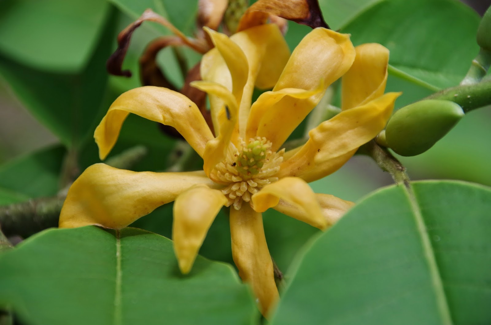 Trees and Plants: Cempaka, Champak