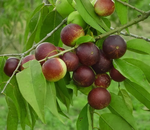 Peruvian Amazon, Enjoy the fresh fruits in the natrual enviroment ...