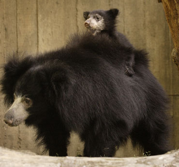 Sloth bear | The Life of Animals