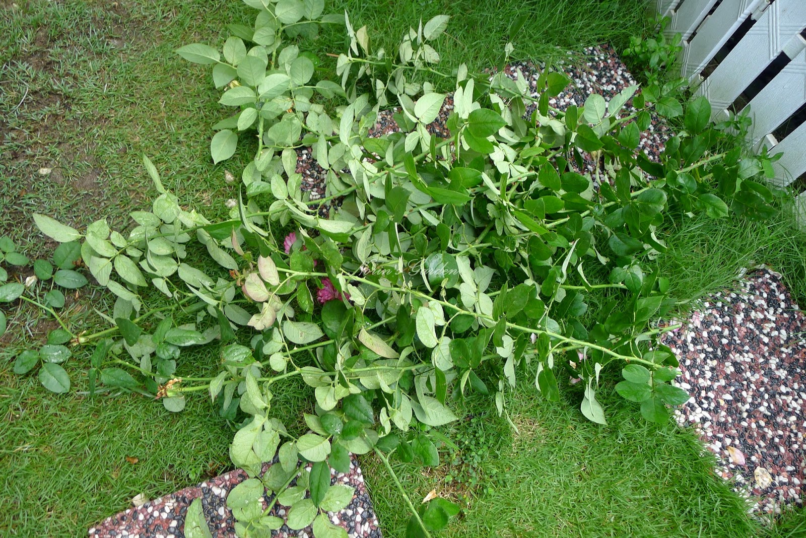 All About Norin's Garden: Cara mencantas pokok bunga ros