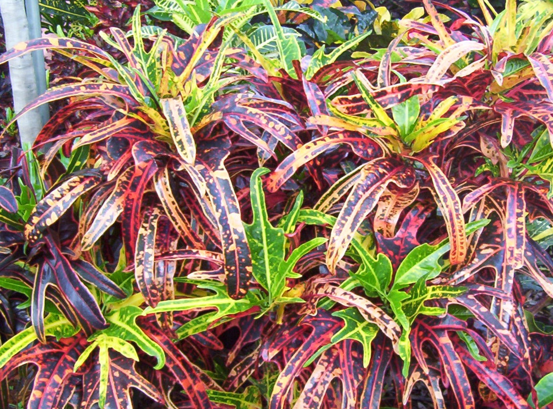 Gardening South Florida Style: Crotons....ohhh Crotons...I've got ...