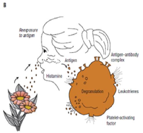 PharmaCare: Rhinitis Alergi