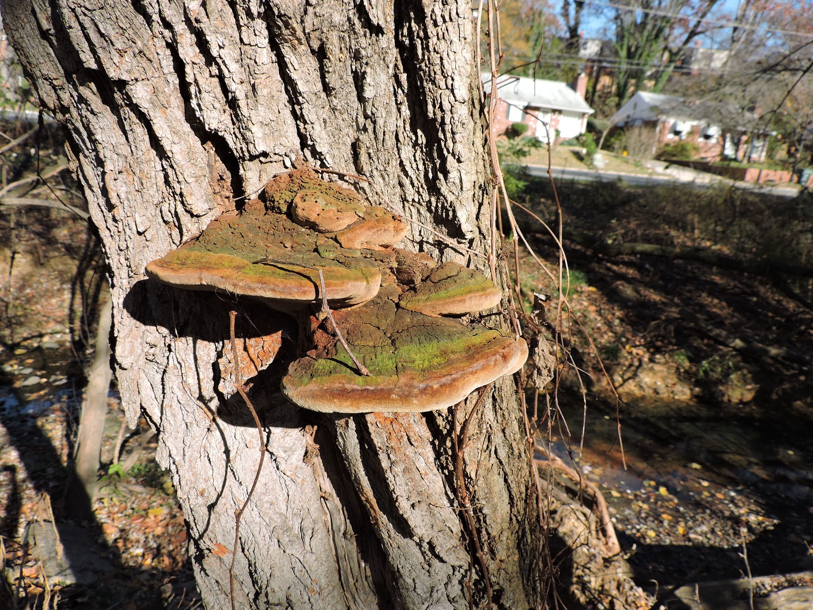 Capital Naturalist by Alonso Abugattas: Black Locust