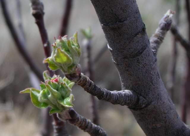Nature Abhors a Garden: Fruit Tree Buds