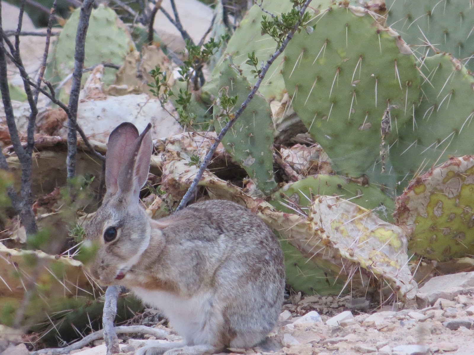 The Impromptu Cyclist: My Bunny Rabbit Pal in Terlingua Tx