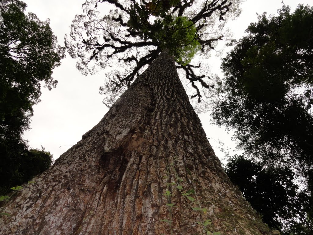 Pelas Trilhas do Vale: Trilha aos Jequitibás Gigantes