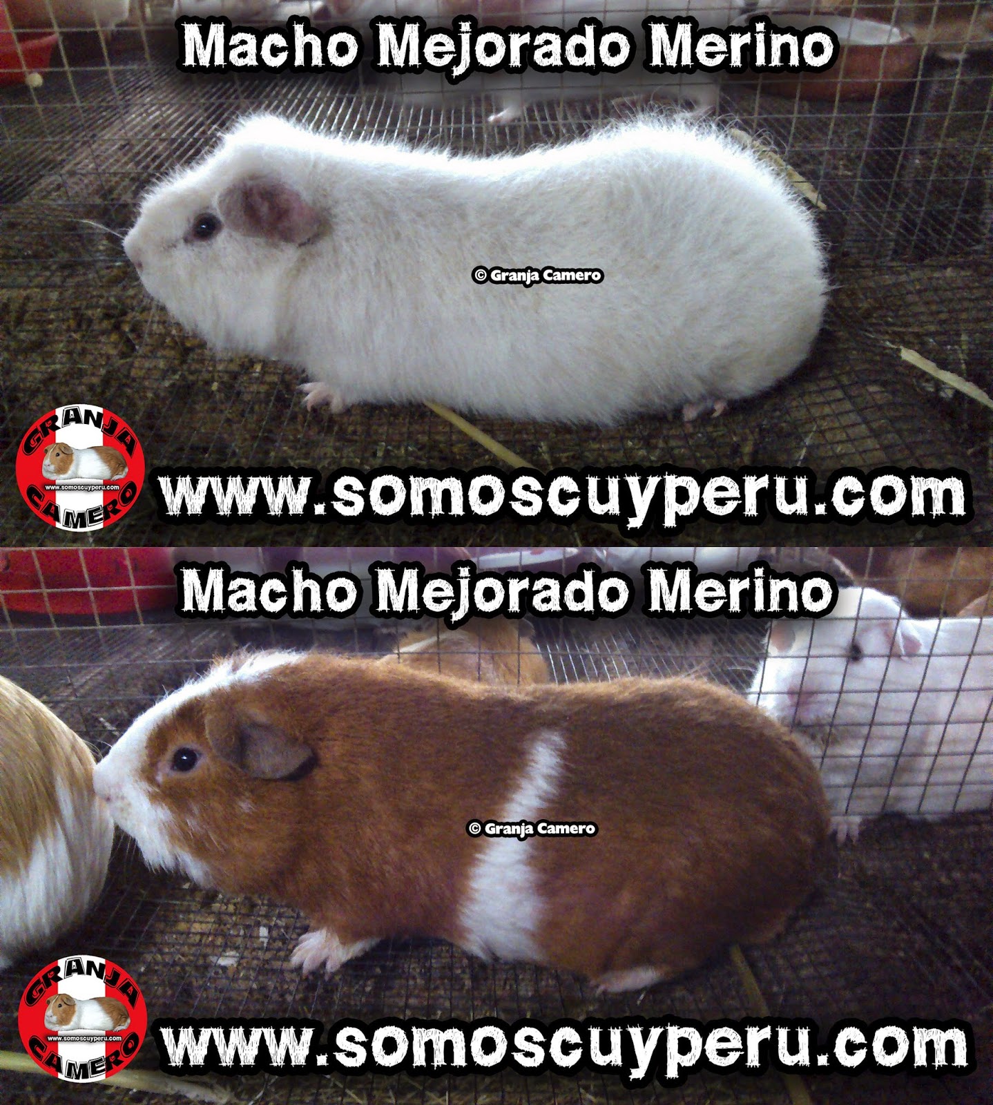 CUY LINEA MERINO ~ SOMOS CUY PERU