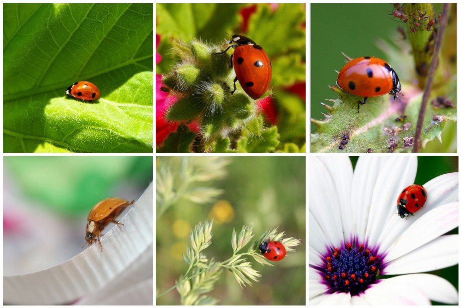Ladybugs - Cutest Bugs Ever...{Photo Mosaic} ~ A Little Bit of Everything