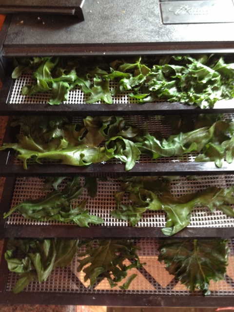 Skiffgirl on the Homestead: Drying Kale