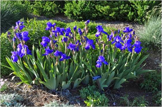 CO-Horts: Mid-June Gardening Chores