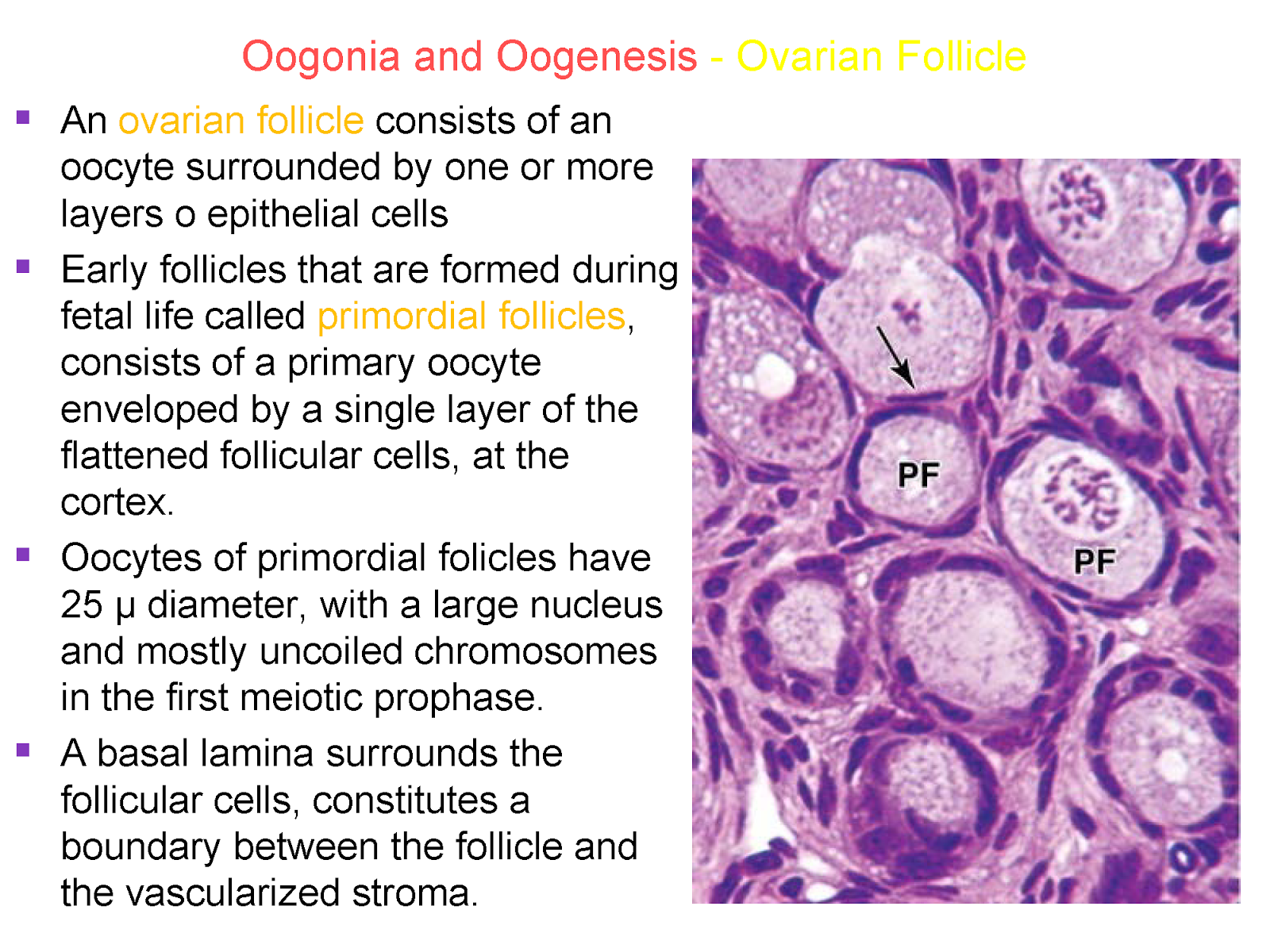 histoloji-embriyoloji notlarım: OOGONIA & OOGENESIS & FOLLICULOGENESIS