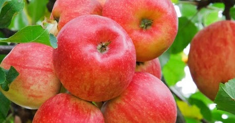 Ilmu Teknologi Pertanian: APEL / Apple( Malus sylvestris Mill )