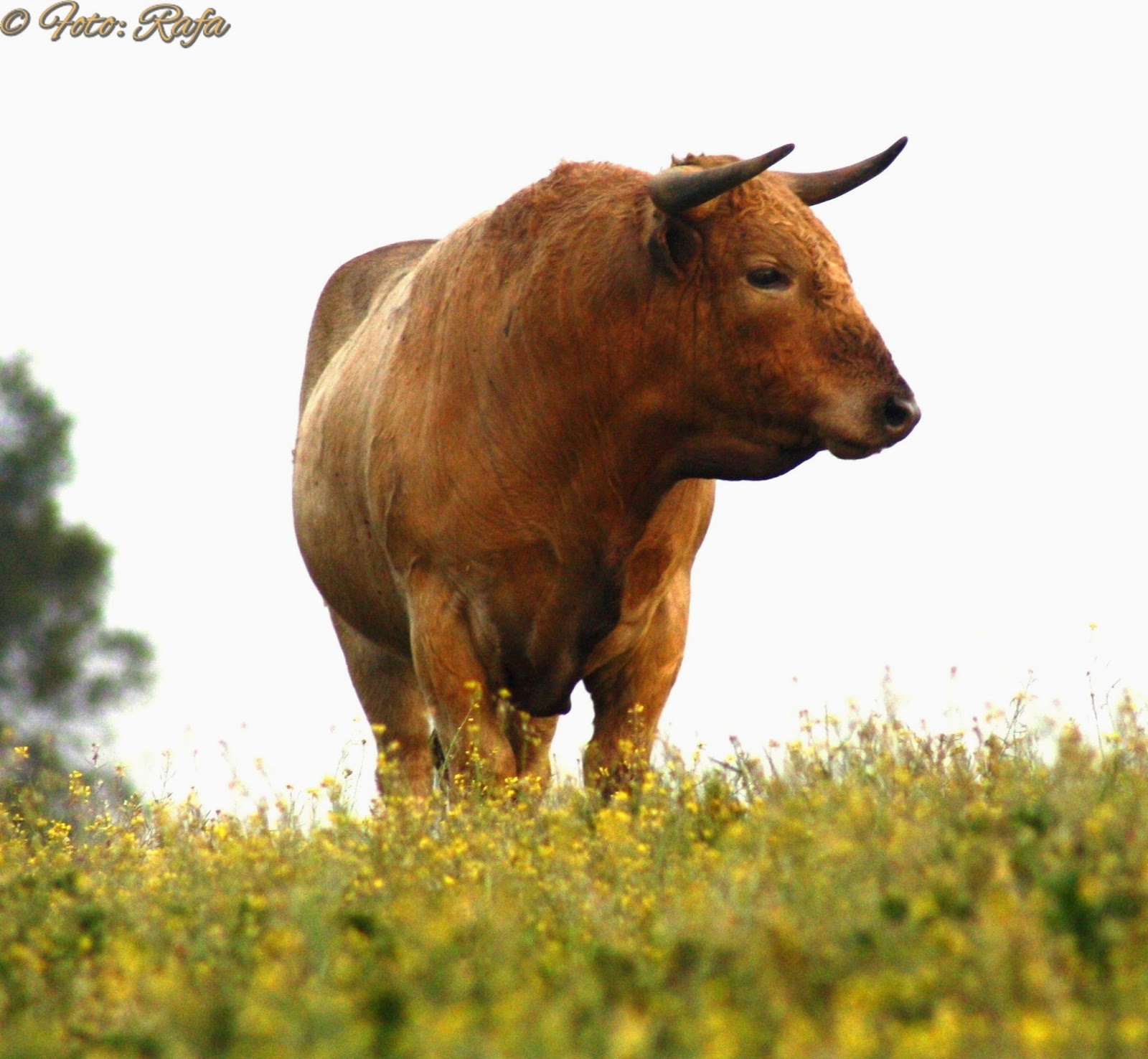 Toreo en Red Hondo: PINTAS DEL TORO DE LIDIA (4): EL TORO PERLINO