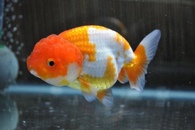Suzuki x Kageyama Top View Ranchu: Lionchu seeds