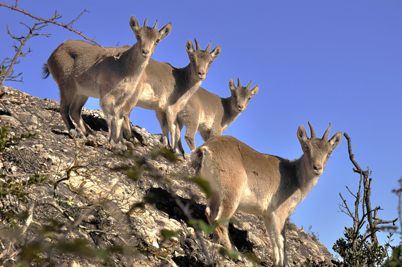 Fauna Mundial: CABRA MONTESA IBÉRICA: