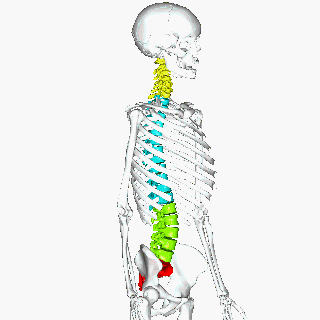 Columna vertebral: Constitución de la columna vertebral