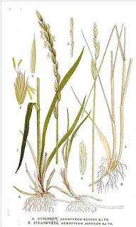 doctorul grădinii: O buruiană folositoare