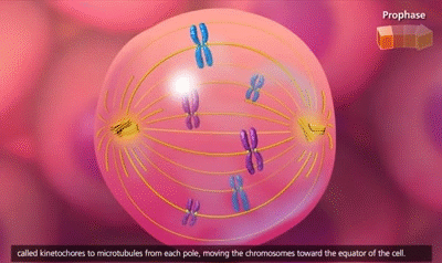 BIOconéctate: Ciclo Celular