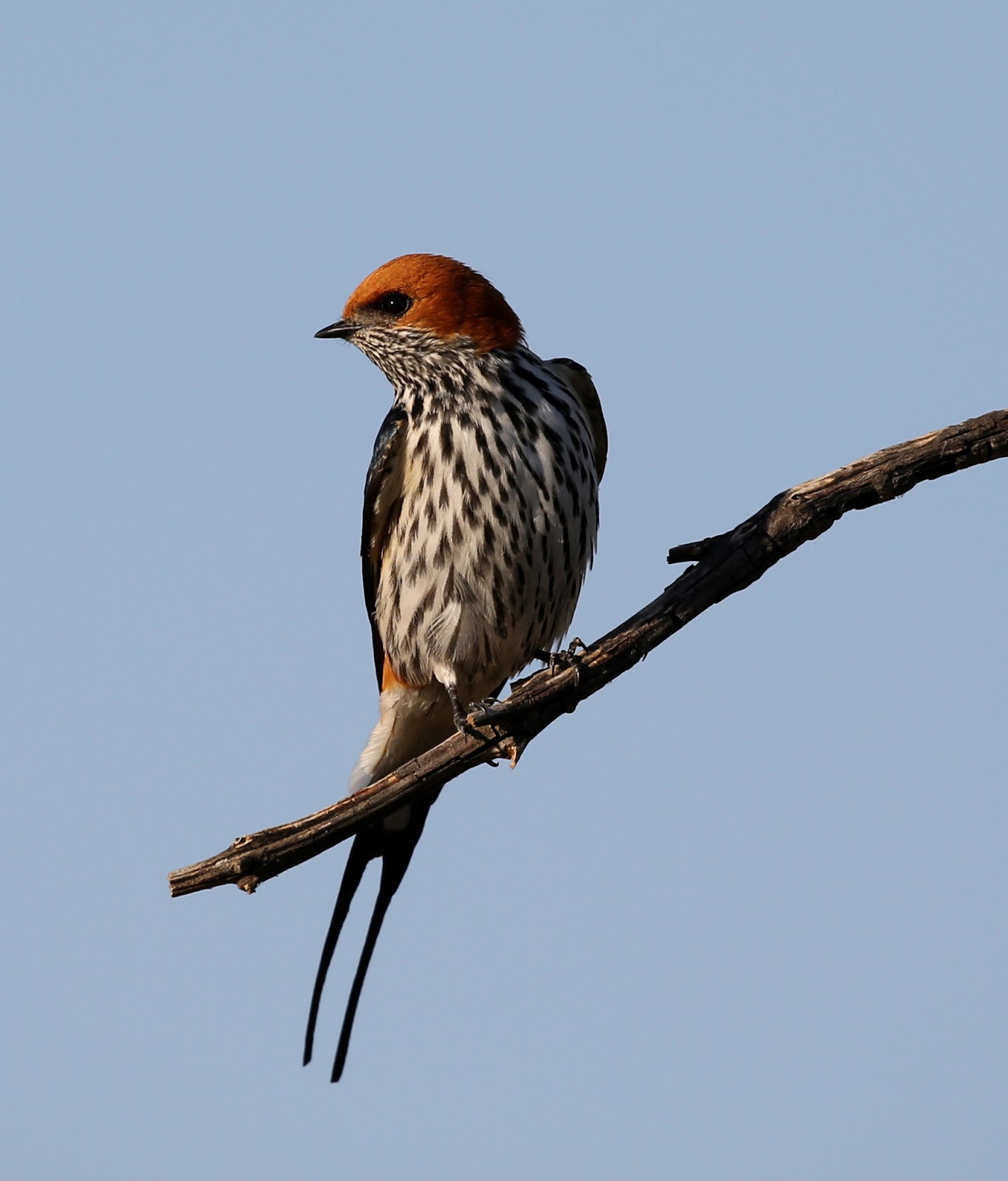 Worldbirder: Clare & Rowan's Africa trip!