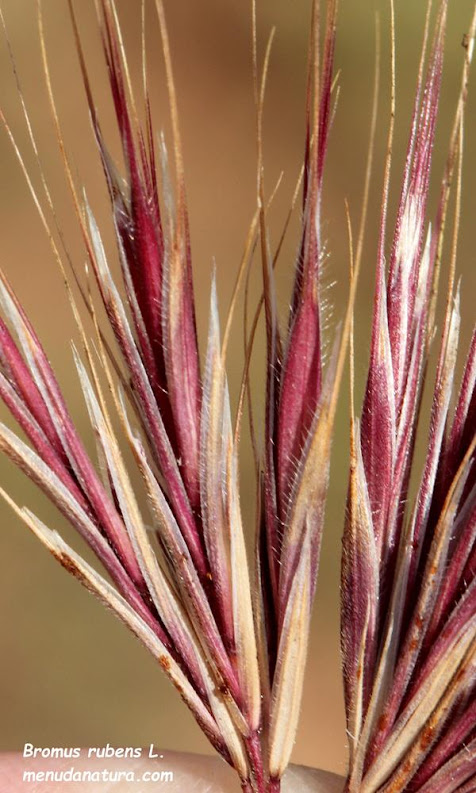 Menuda Natura: Bromus rubens L.