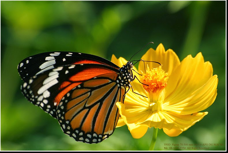 ความสัมพันธ์ระหว่างสิ่งมีชีวิตในระบบนิเวศ: 4. ภาวะได้ประโยชน์ร่วมกัน ...