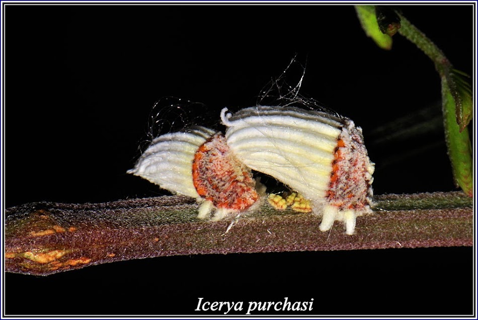 Días de pesca, días de setas ...: Icerya purchasi