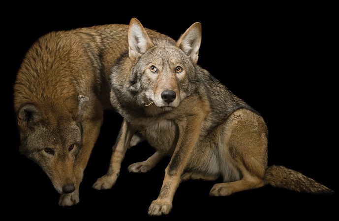 bensozia: Taxonomy, Evolution and the Red Wolf Conundrum